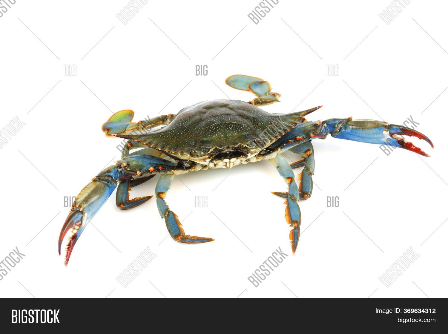 Live Blue Crab Image & Photo (Free Trial) | Bigstock