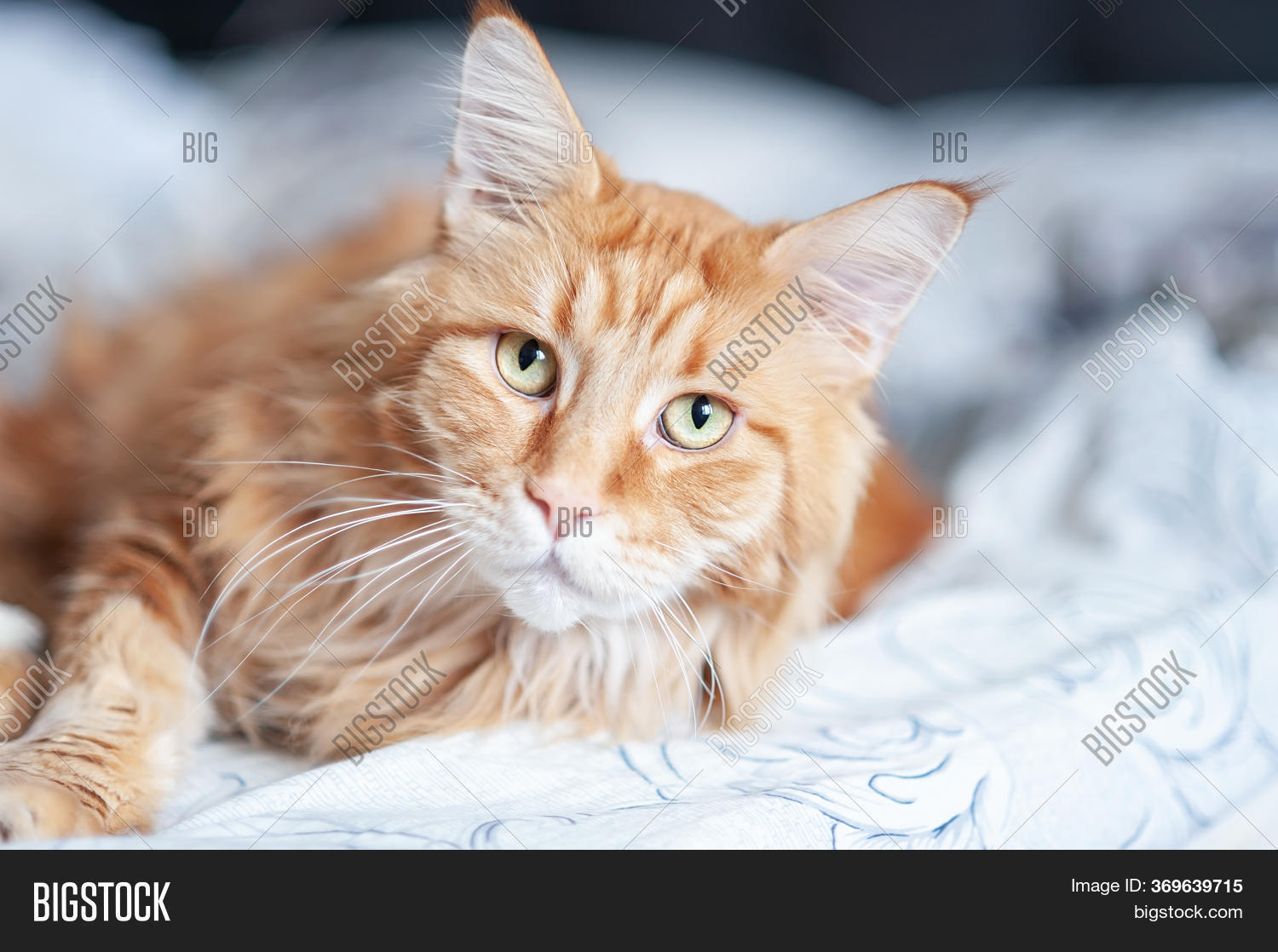 Big Red Cat Maine Coon Image & Photo (Free Trial) | Bigstock