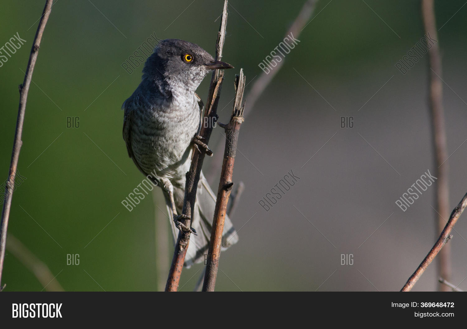 Barred Warbler, Sylvia Image & Photo (Free Trial) | Bigstock