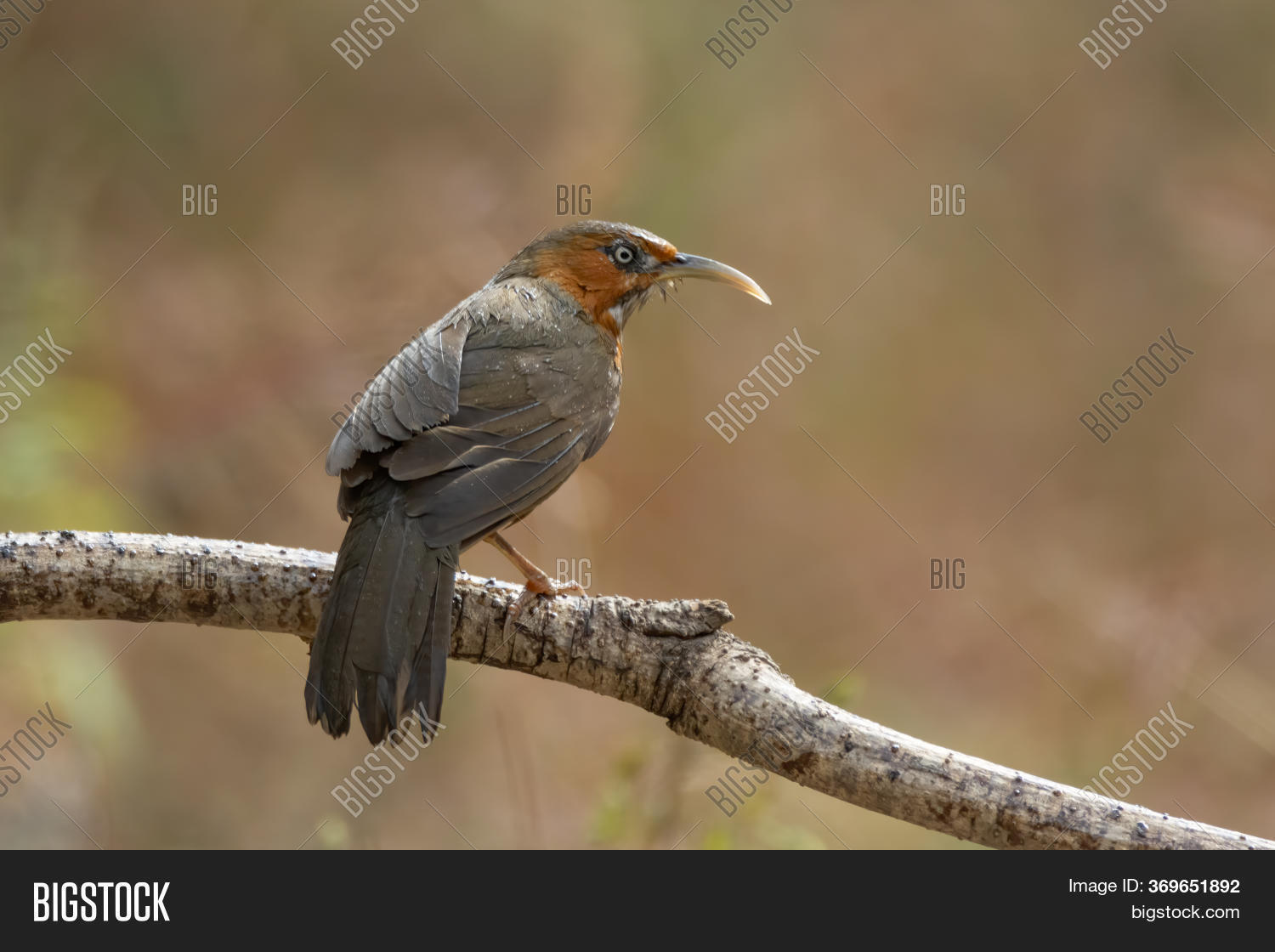 Oddly Attractive Rusty Image & Photo (Free Trial) | Bigstock