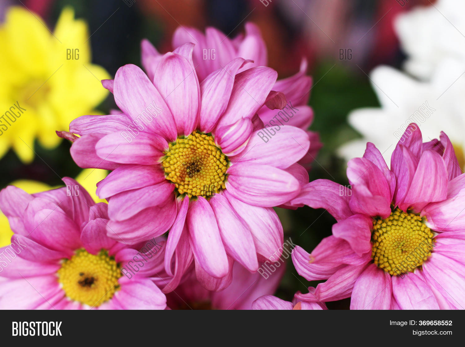 Colorful Spring Image & Photo (Free Trial) | Bigstock