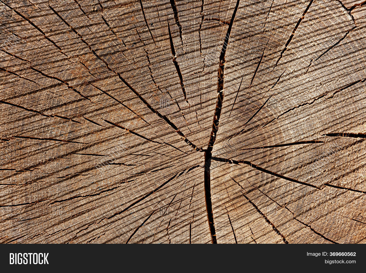 Old Wooden Tree Cut Image & Photo (Free Trial) | Bigstock