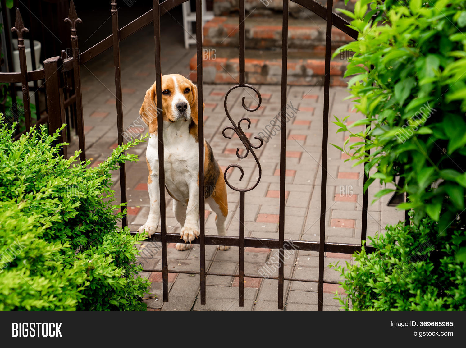 Dog Breeds Beagle Iron Image & Photo (Free Trial) | Bigstock