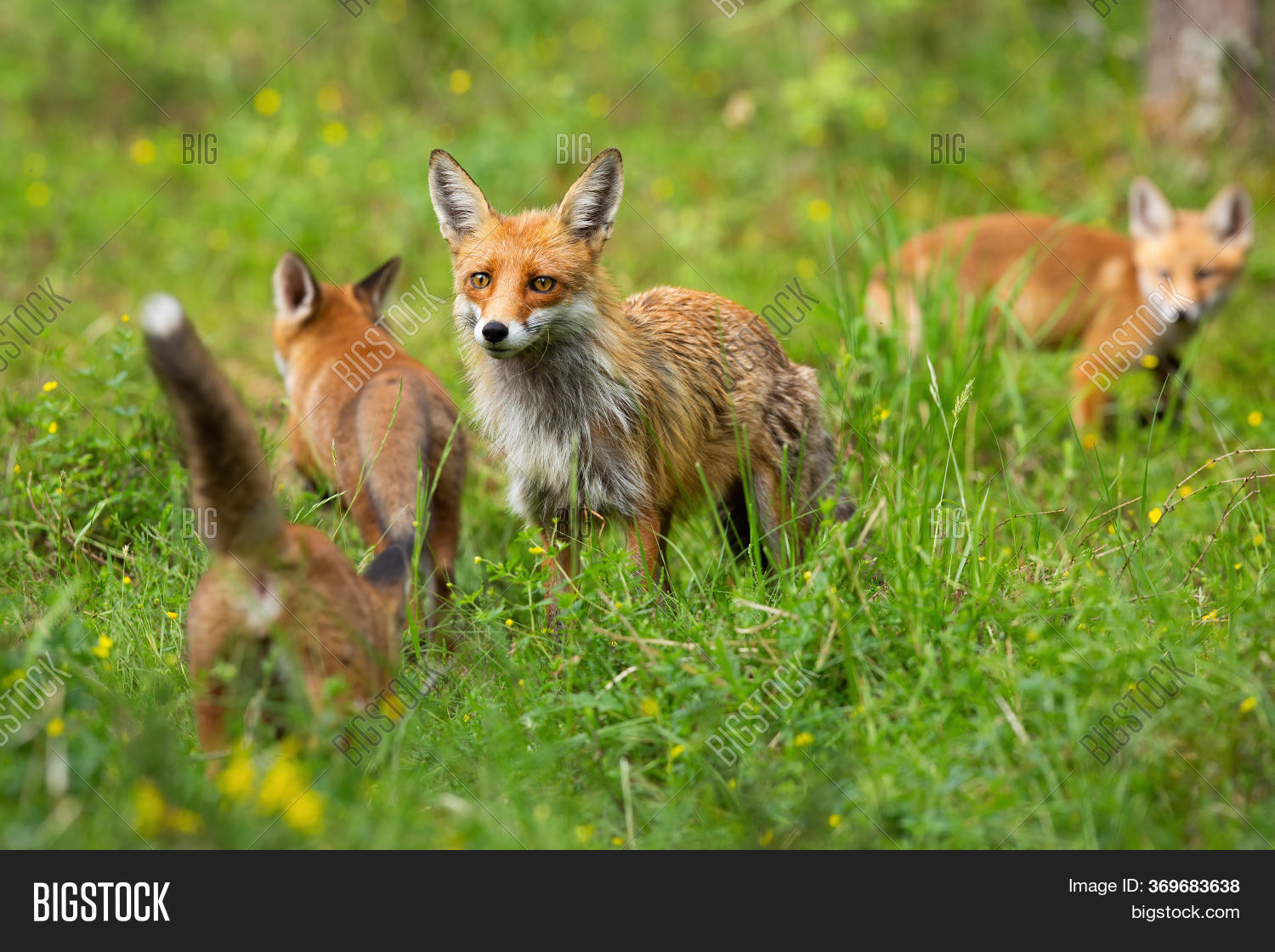 Red Fox Family Mother Image & Photo (Free Trial) | Bigstock