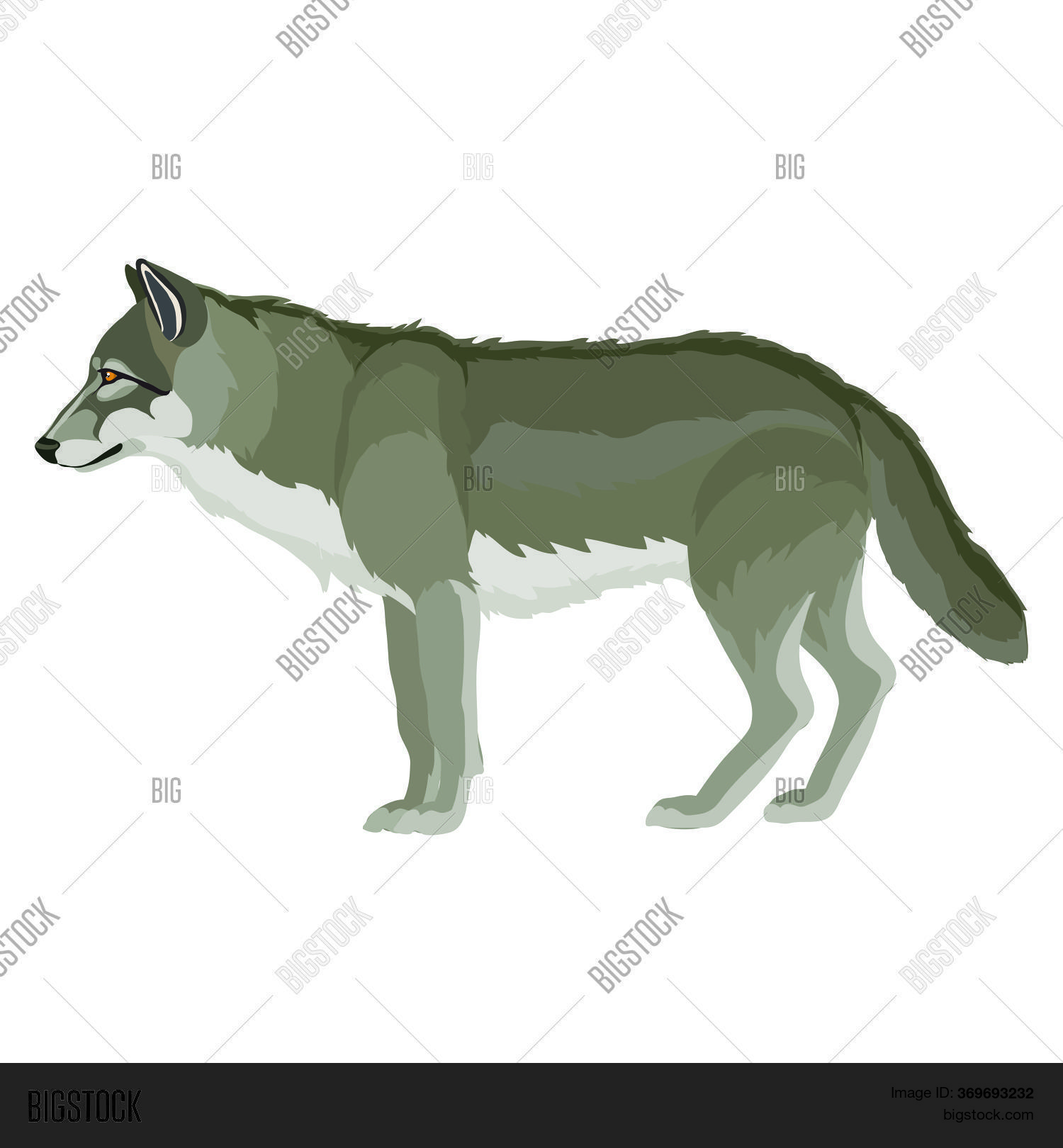 Natural Gray Wolf Vector & Photo (Free Trial) | Bigstock