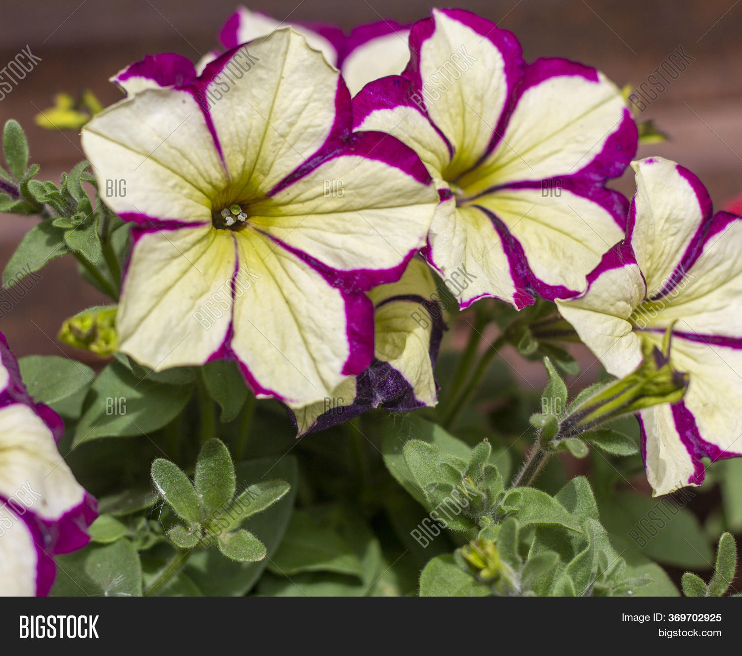 Petunia.very Beautiful Image & Photo (Free Trial) | Bigstock