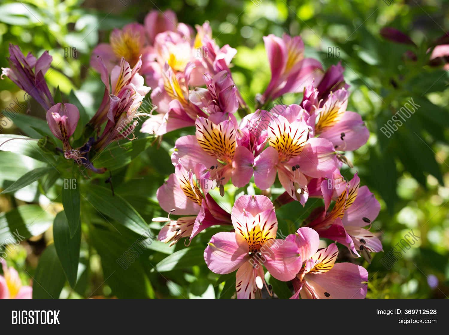 Yellow Pink Violets, Image & Photo (Free Trial) | Bigstock
