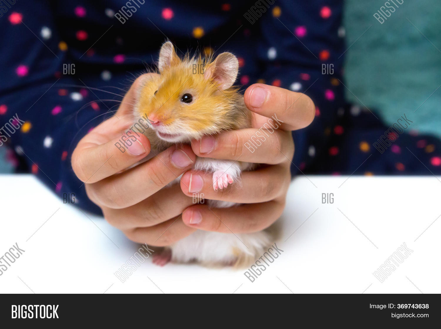 Fluffy Red Syrian Image & Photo (Free Trial) | Bigstock