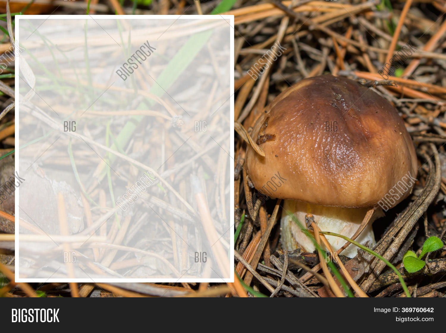 Mushroom Suillus Image & Photo (Free Trial) | Bigstock