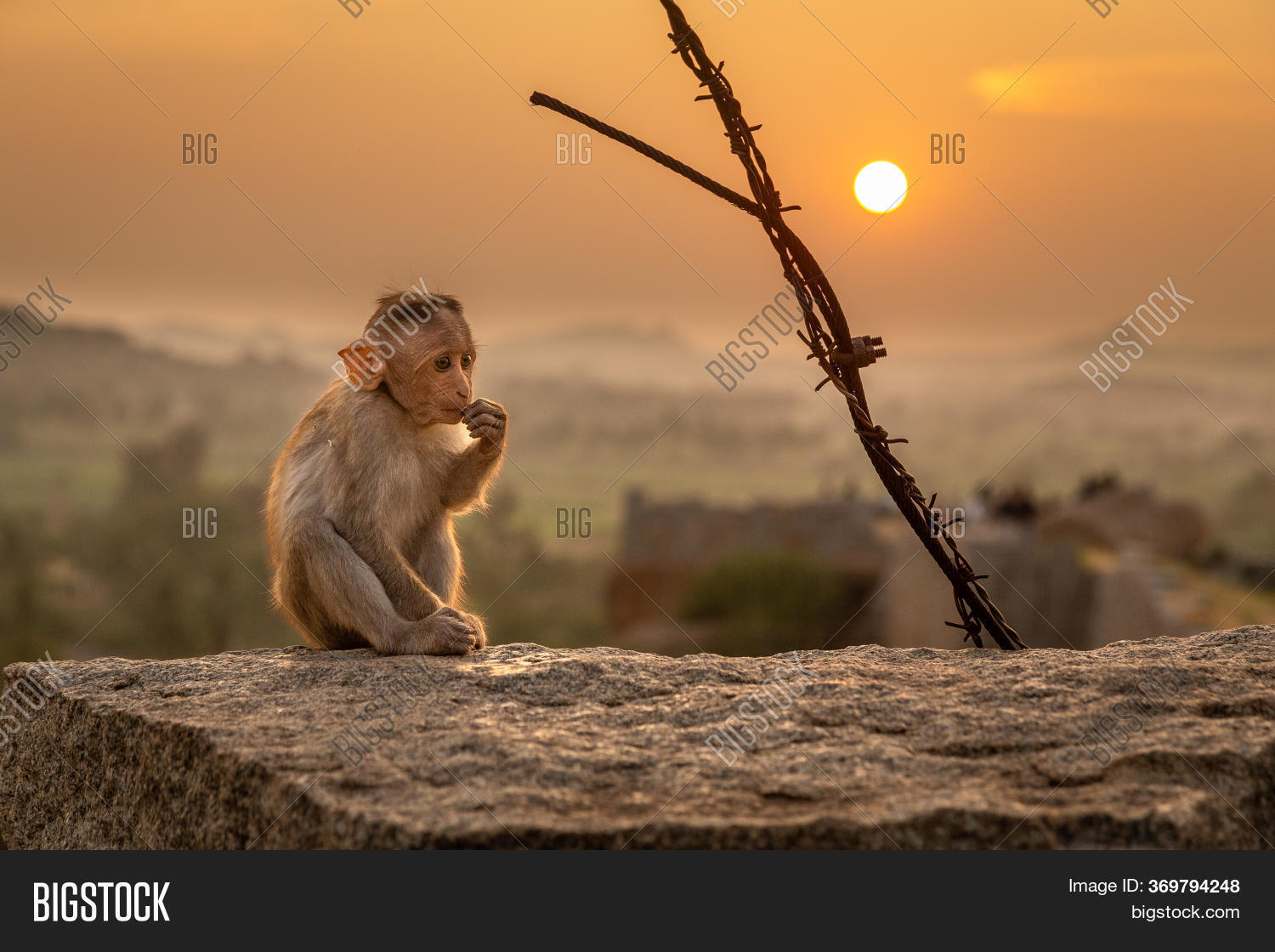 Lonely Monkey Cub Image & Photo (Free Trial) | Bigstock