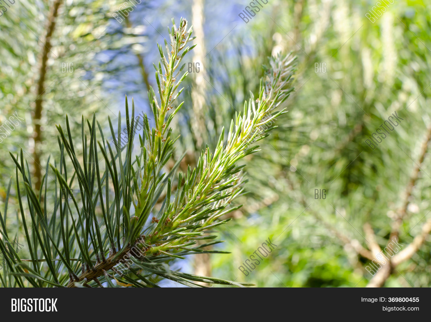 New Green Spruce Image & Photo (Free Trial) | Bigstock