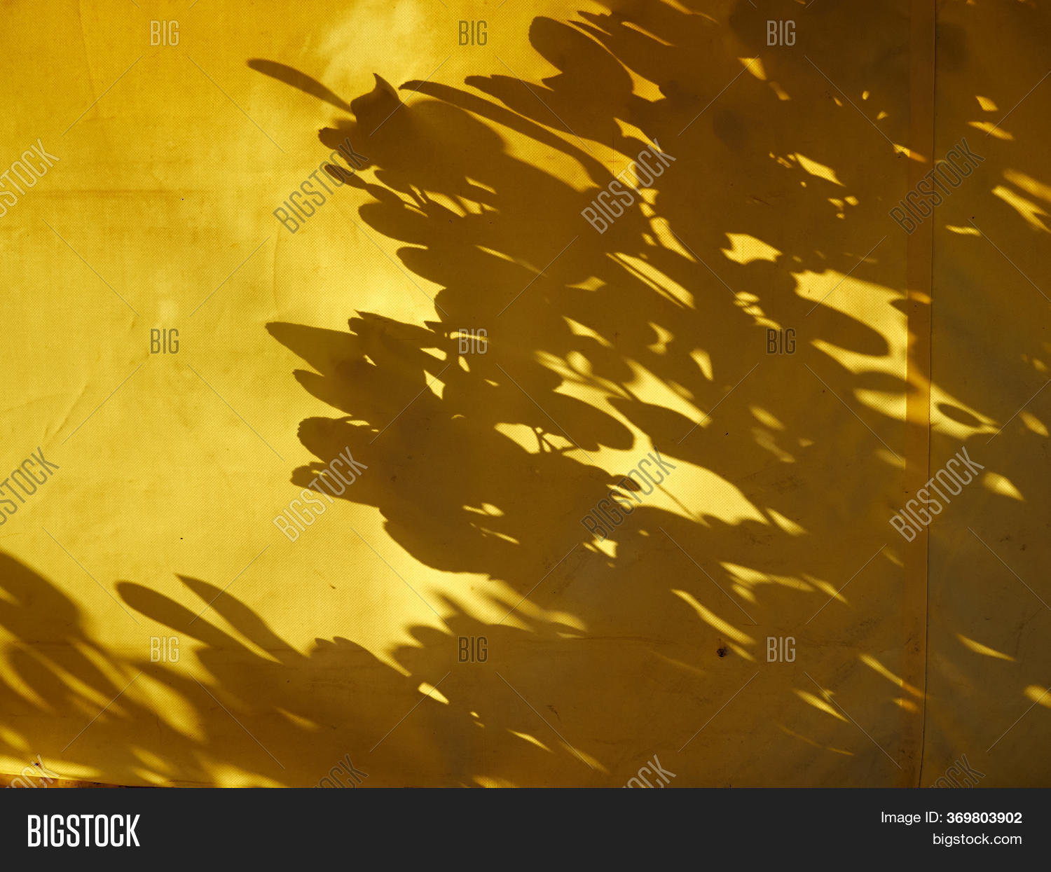 Shadow Tree Leave On Image & Photo (Free Trial) | Bigstock