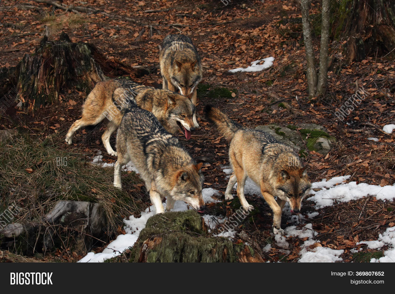 Pack Gray Wolves Grey Image & Photo (Free Trial) | Bigstock