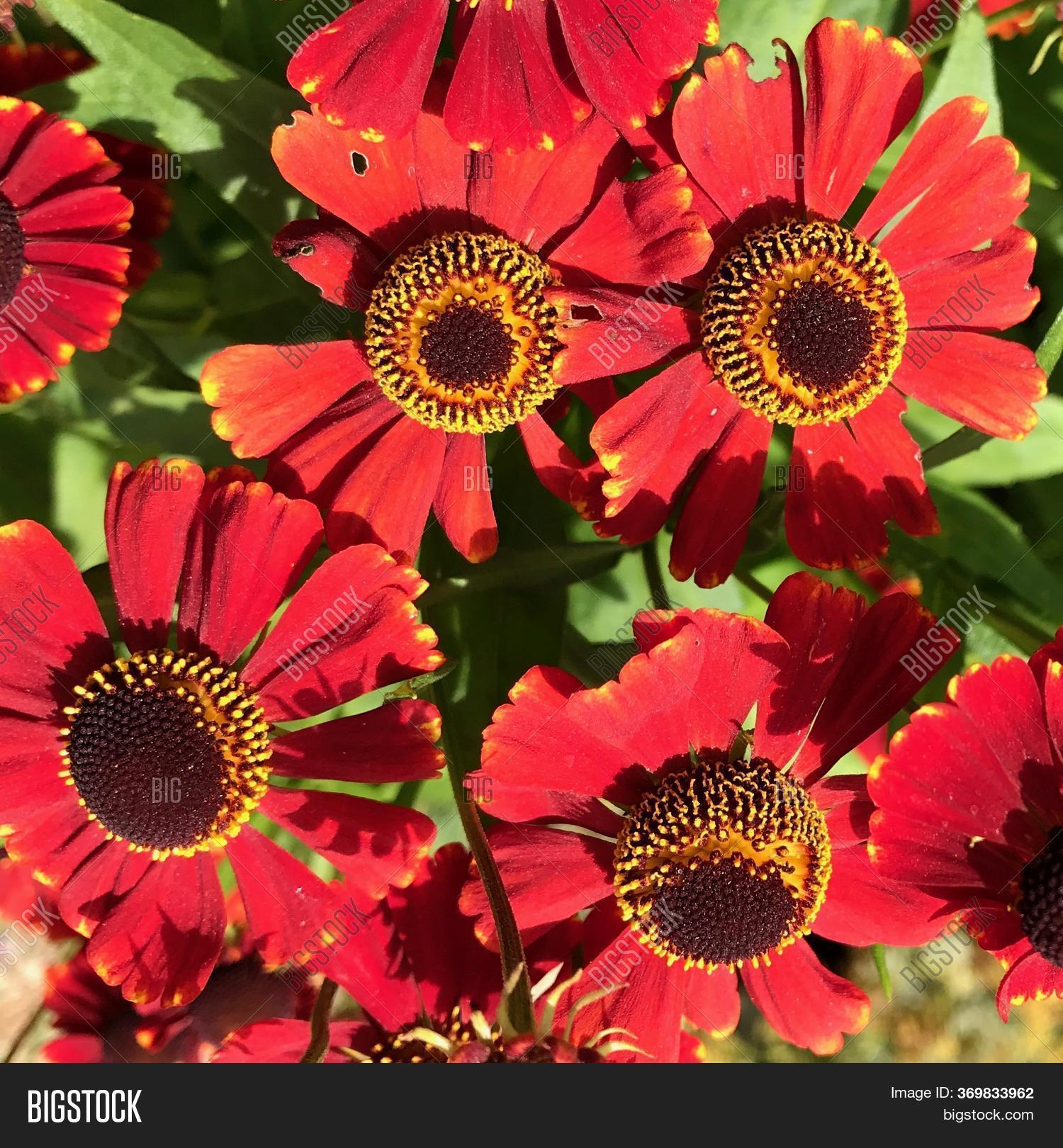 Flowers Bright Red Image & Photo (Free Trial) | Bigstock
