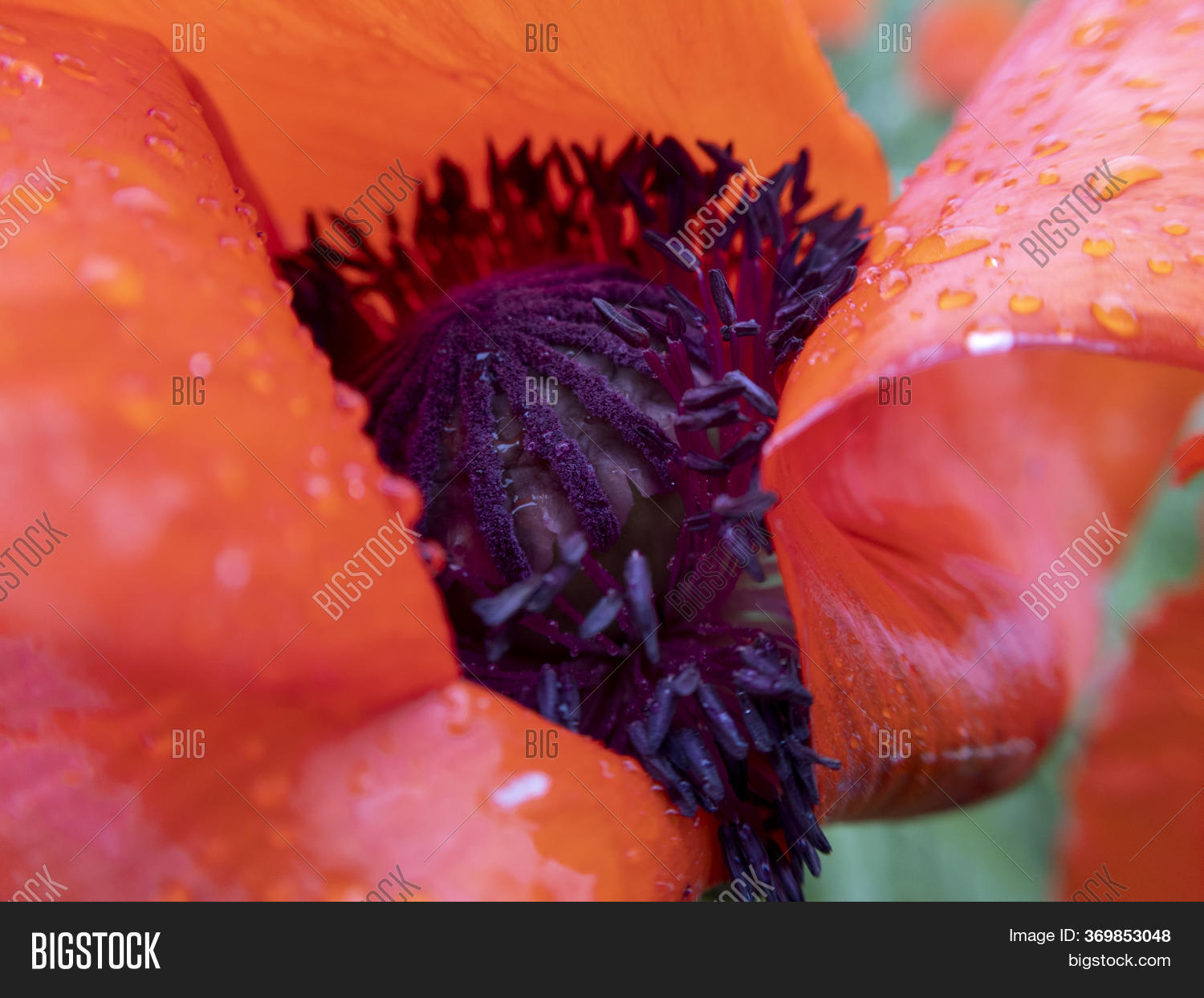 Macro Poppy Flower Image & Photo (Free Trial) | Bigstock