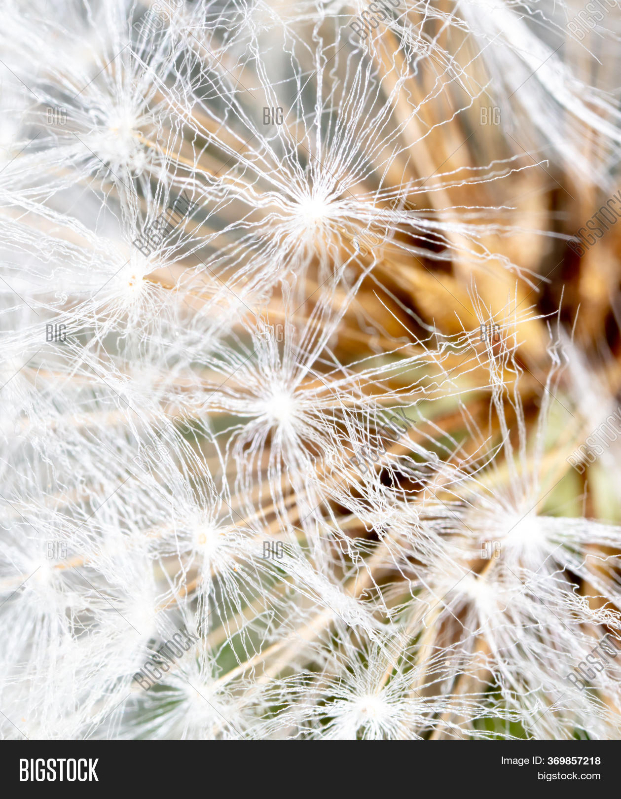 Close- Dandelion Image & Photo (Free Trial) | Bigstock