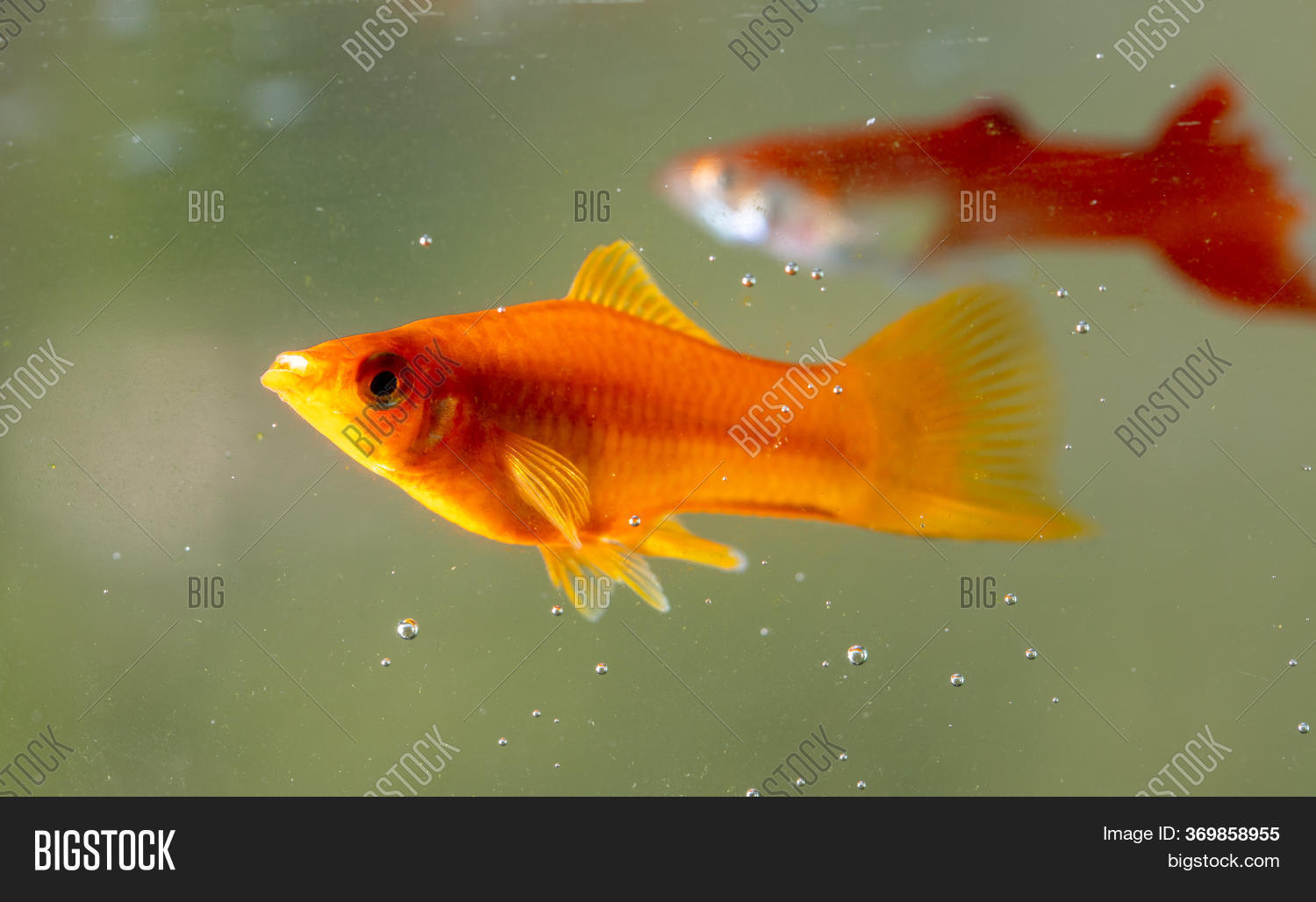 Close Red Fish Image & Photo (Free Trial) | Bigstock