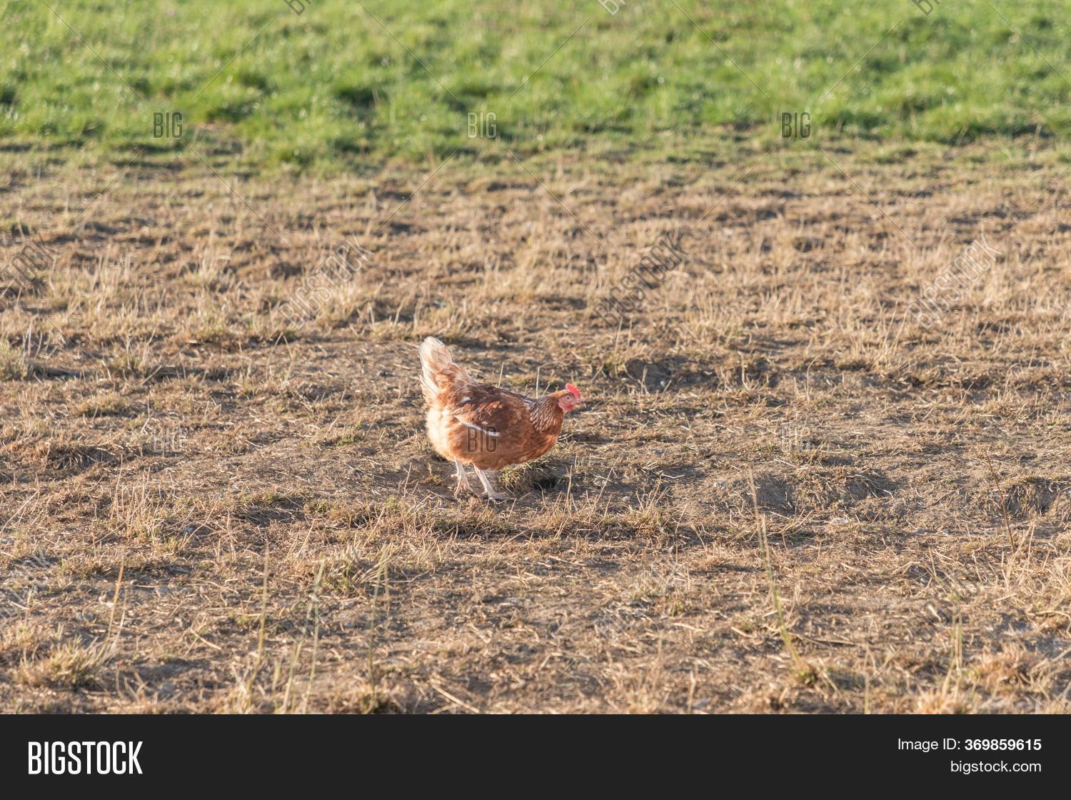 Brown Chicken Live Image & Photo (Free Trial) | Bigstock