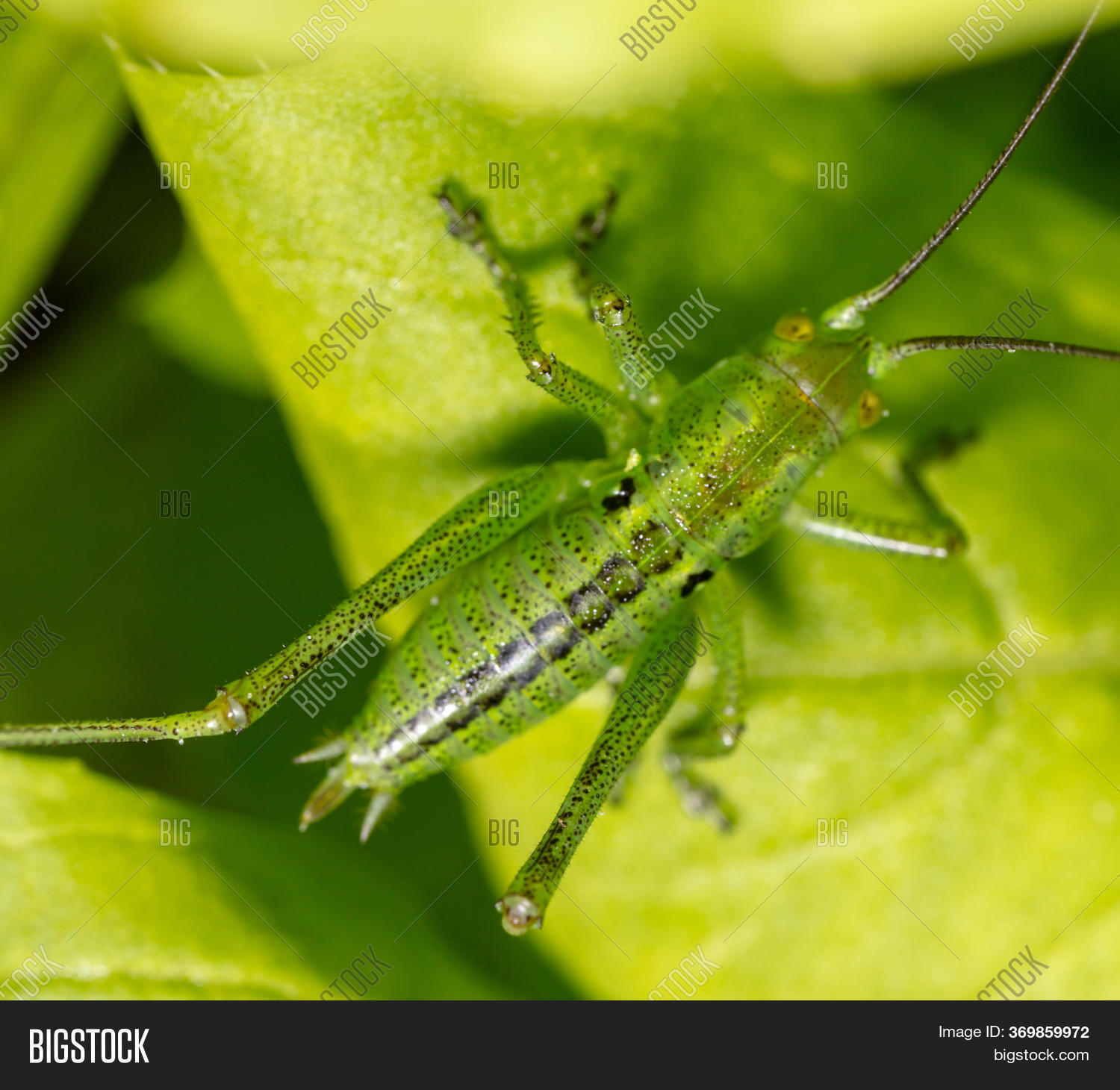 Green Grasshopper Image & Photo (Free Trial) | Bigstock