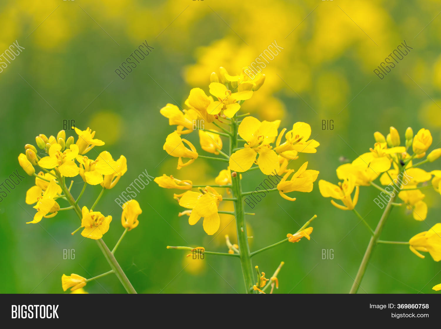 Close Rapeseed Image & Photo (Free Trial) | Bigstock