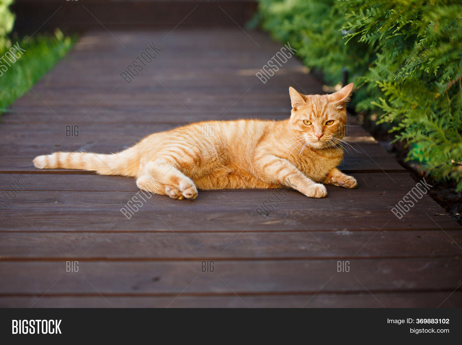 Red Cat Sprawled On Image & Photo (Free Trial) | Bigstock