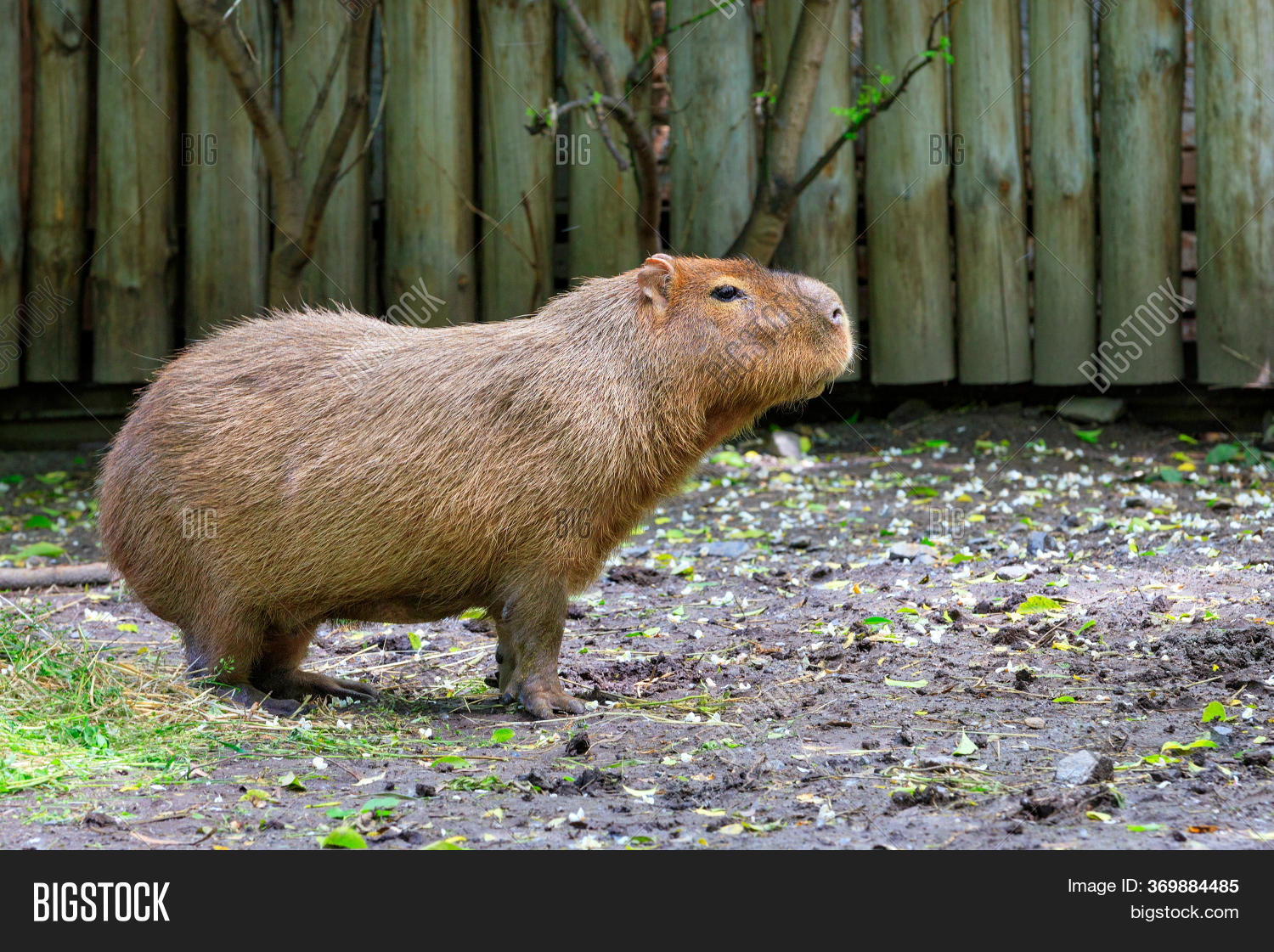 Capybara Stands On Image & Photo (Free Trial) | Bigstock
