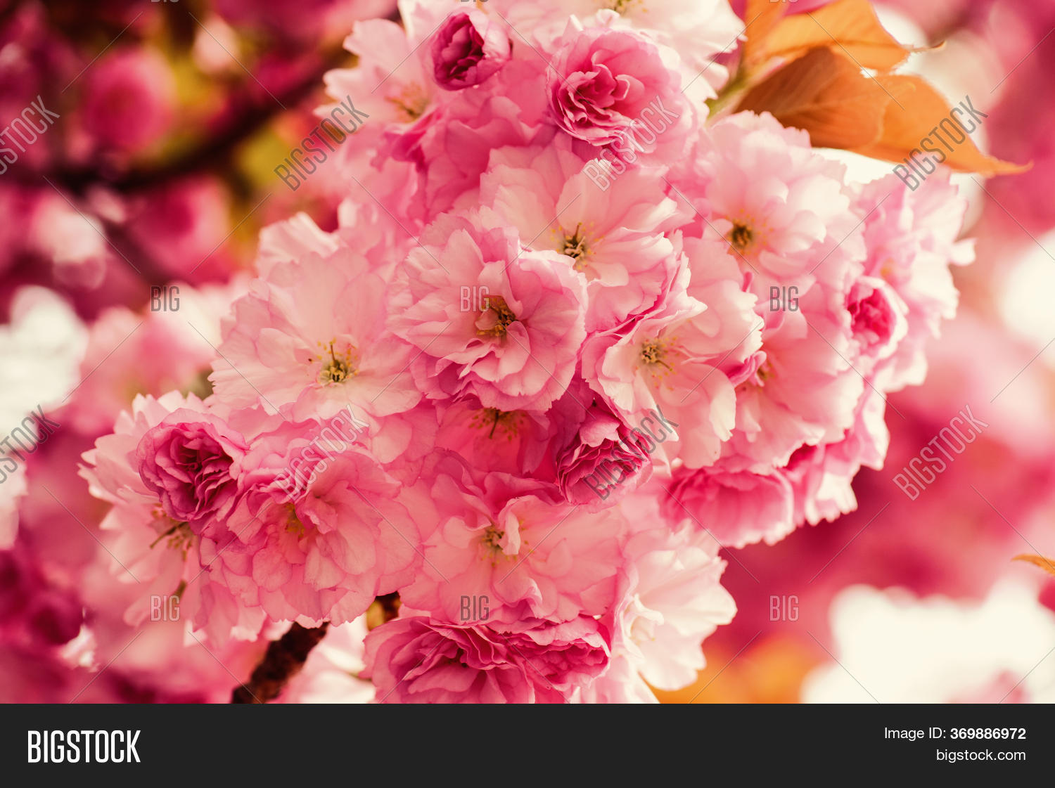 Spring Mood. Sakura Image & Photo (Free Trial) | Bigstock