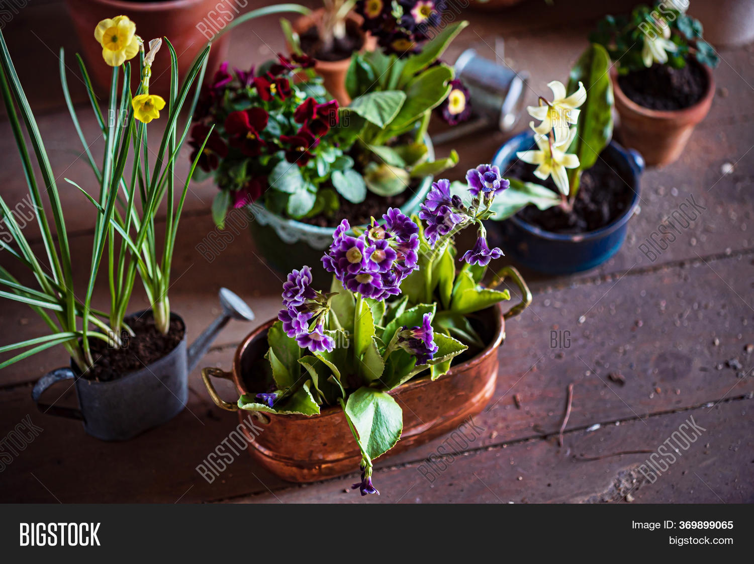 Spring Flowers Pots Image & Photo (Free Trial) | Bigstock