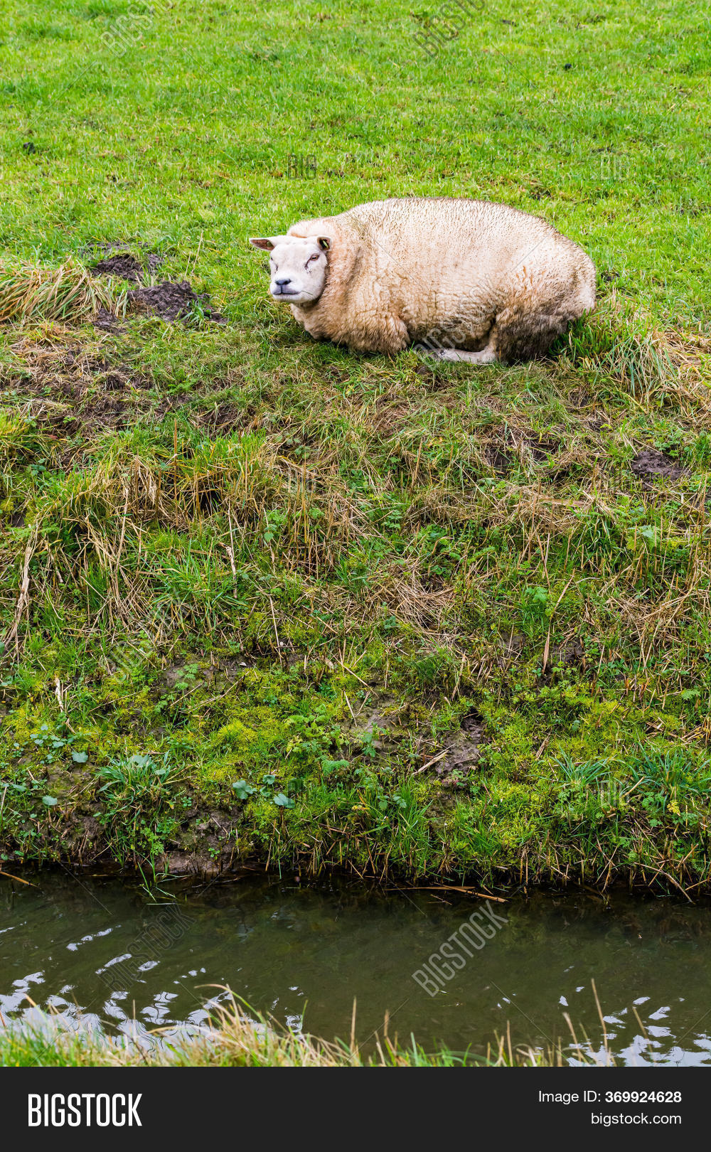 Dutch Fluffy Sheep Image & Photo (Free Trial) | Bigstock