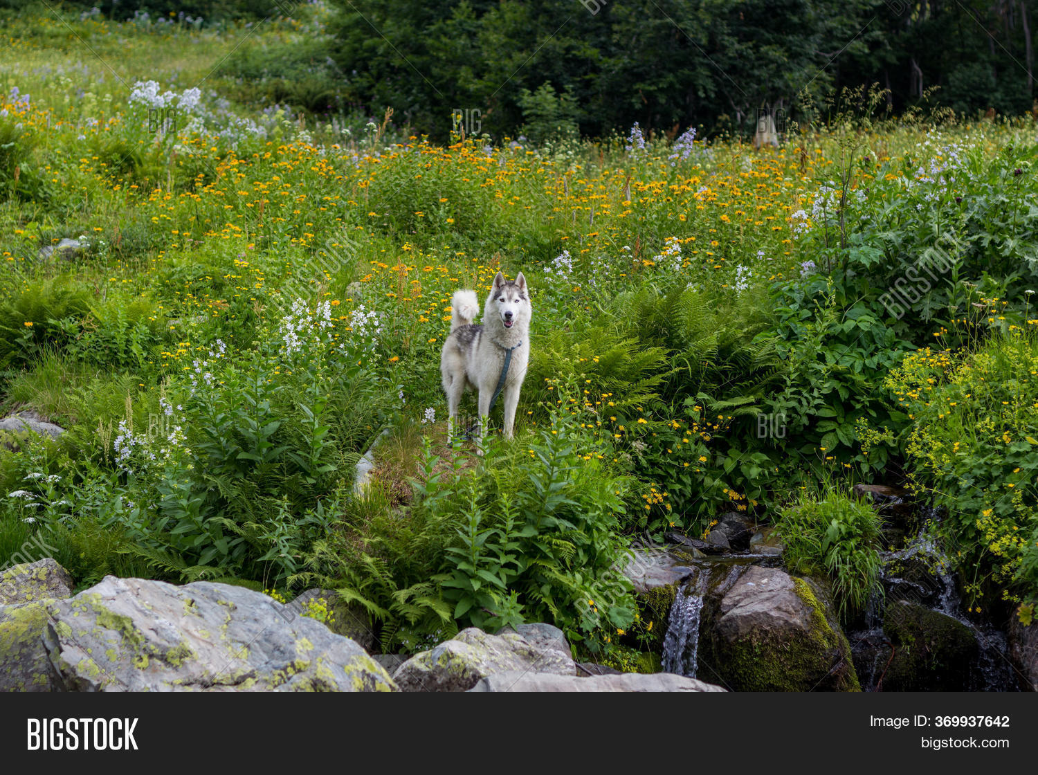 Dog Drinking Stream Image & Photo (Free Trial) | Bigstock