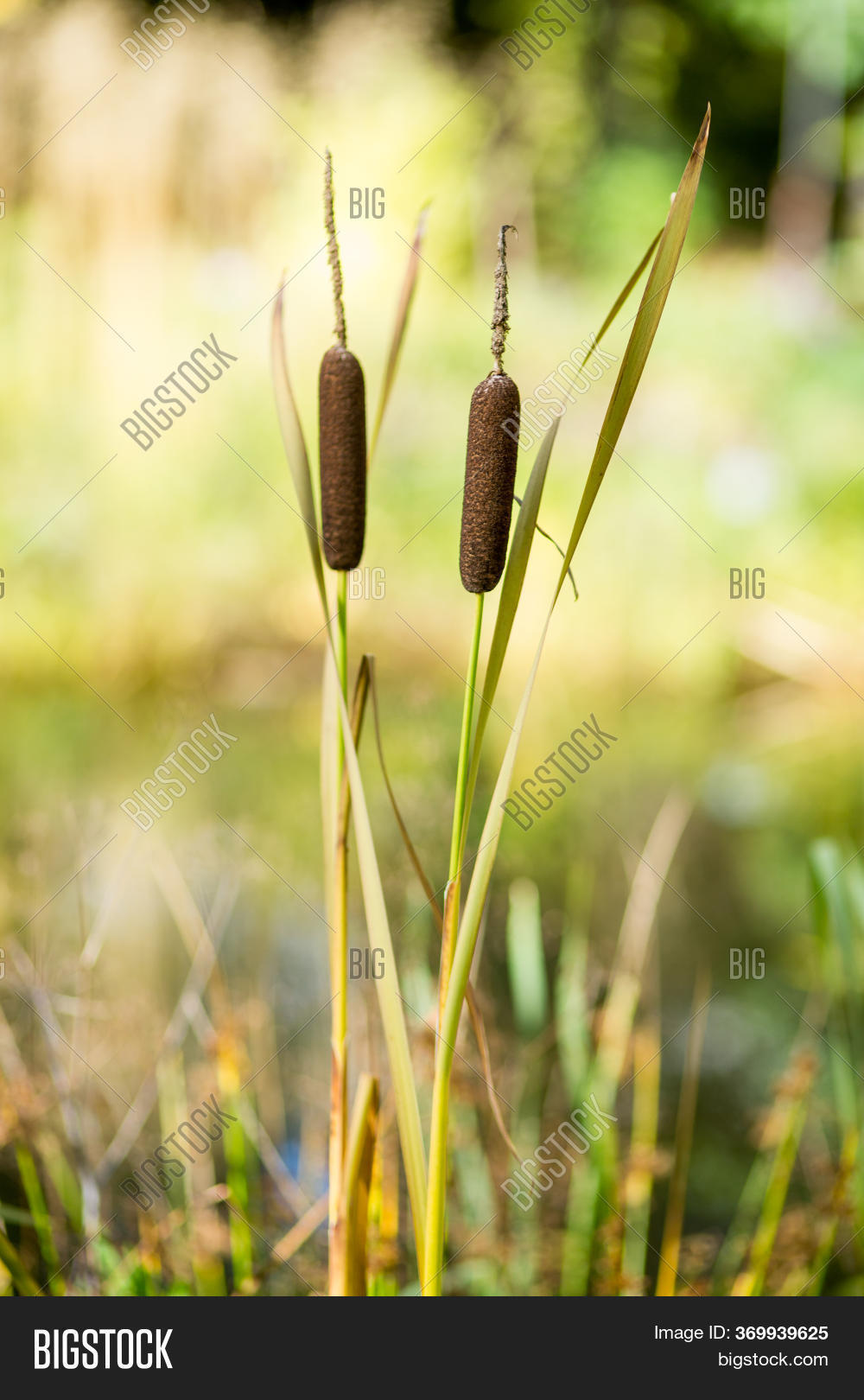 Southern Cattails Image & Photo (Free Trial) | Bigstock