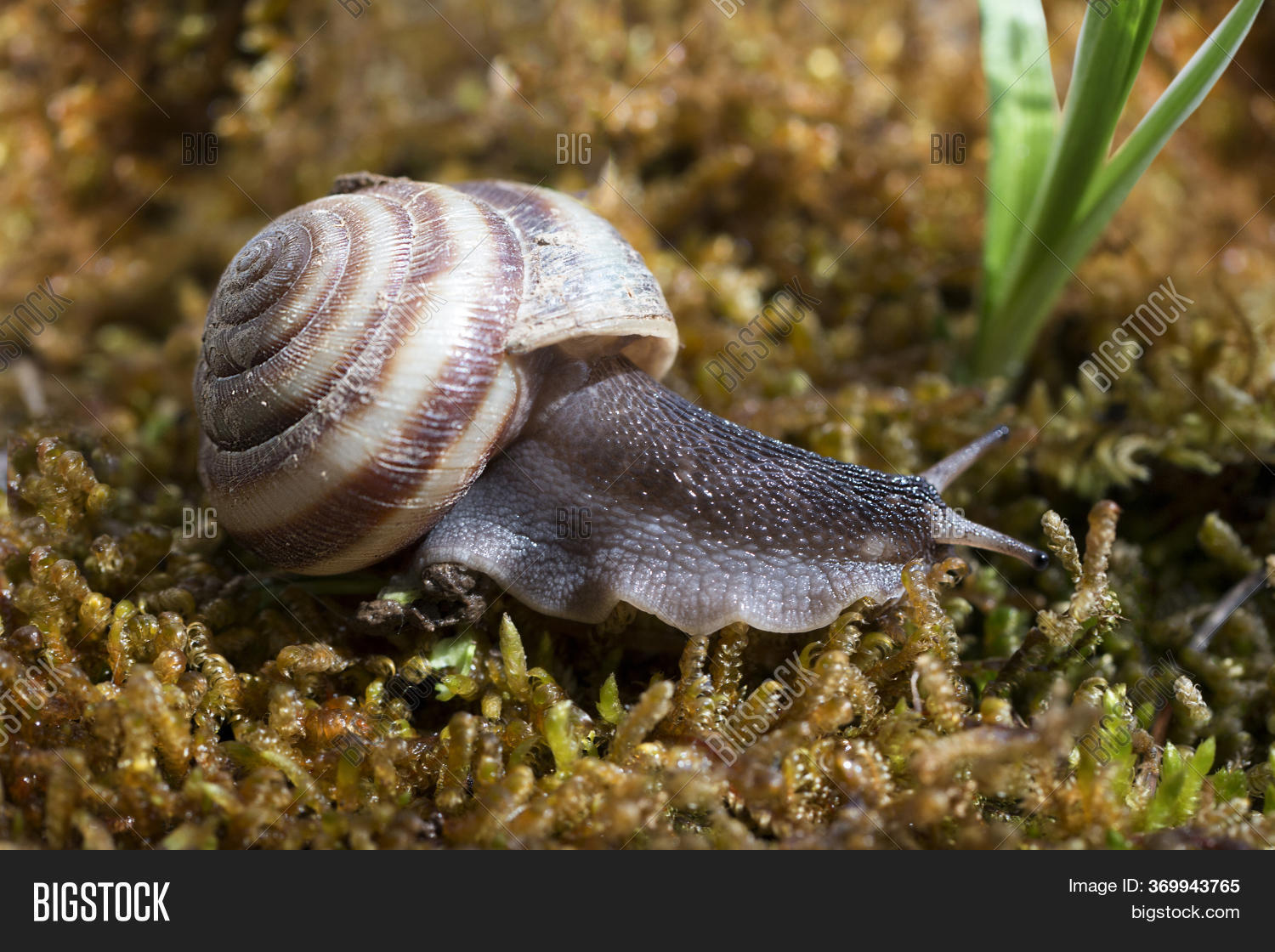 Forest Snail Creeps On Image & Photo (Free Trial) | Bigstock
