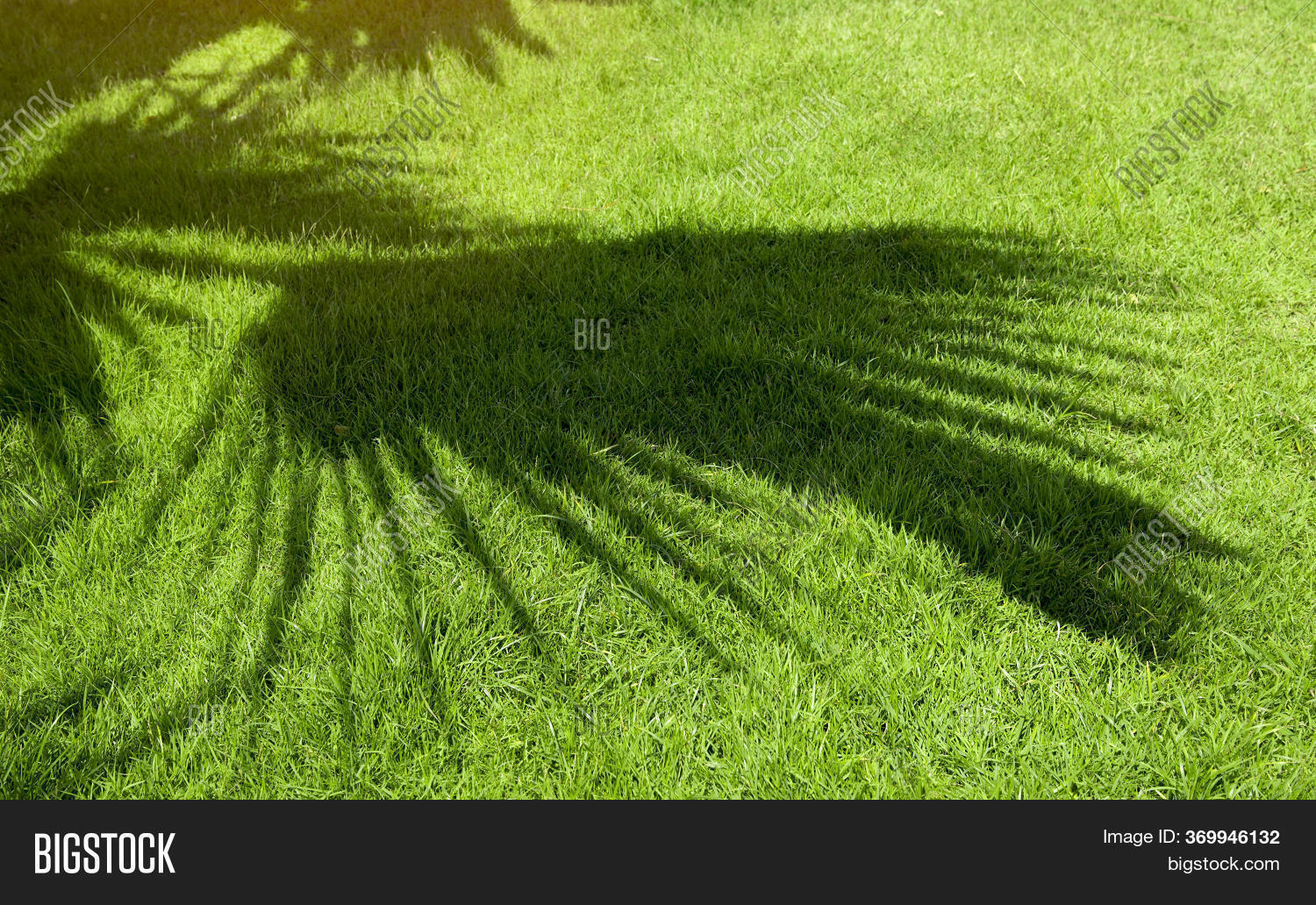 Shadow Palms Trees Image & Photo (Free Trial) | Bigstock
