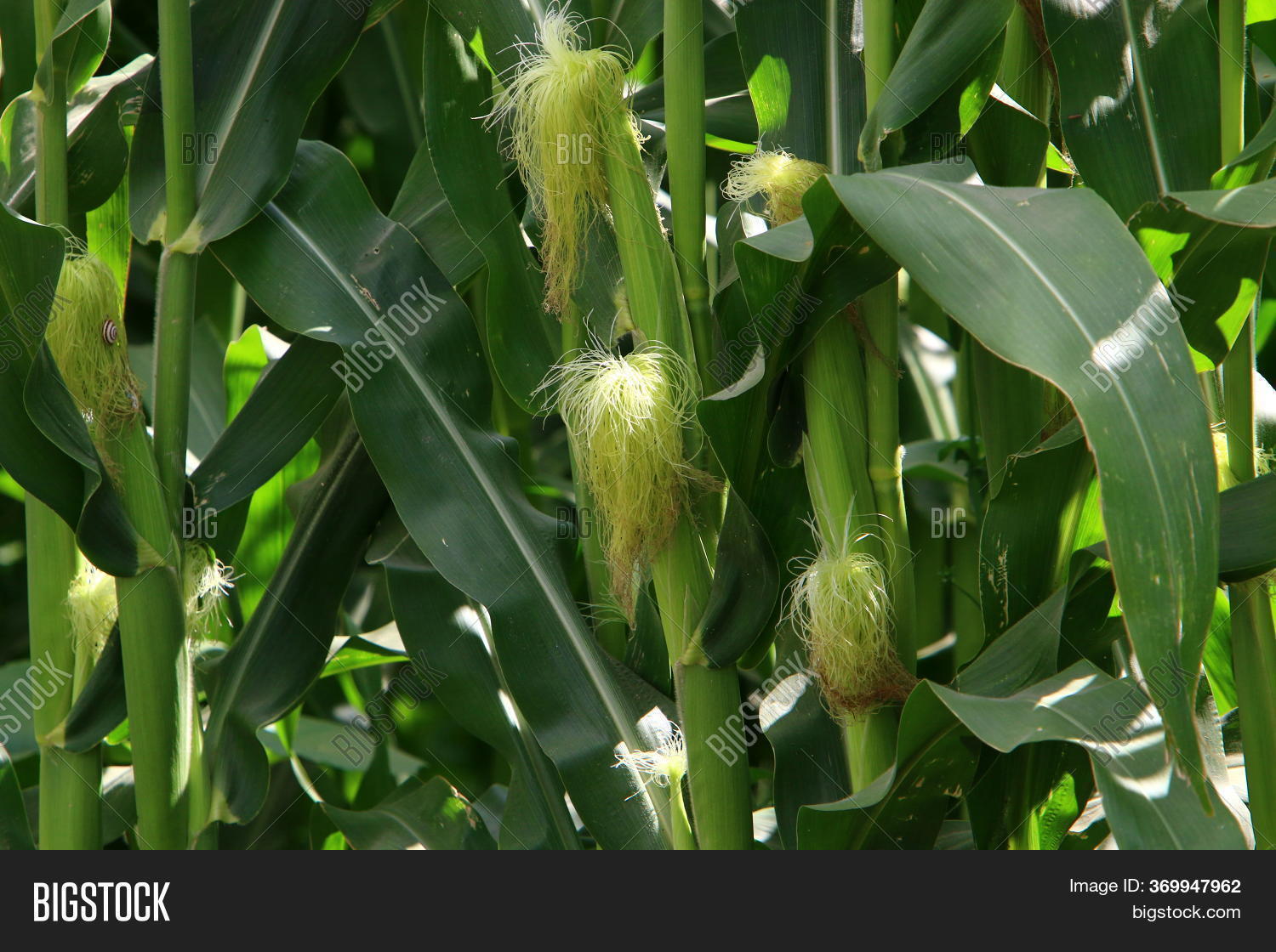 Large Corn Field North Image & Photo (Free Trial) | Bigstock