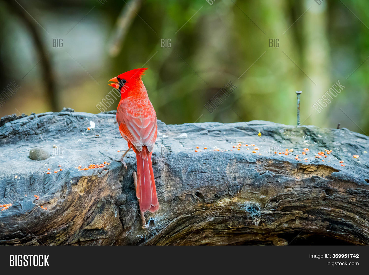 Red Bird Enjoying View Image & Photo (Free Trial) | Bigstock