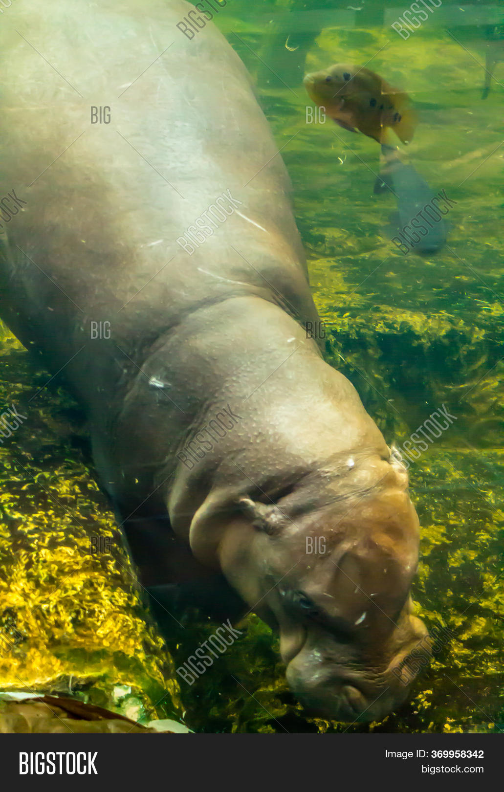 Hippopotamus Cub Image & Photo (Free Trial) | Bigstock