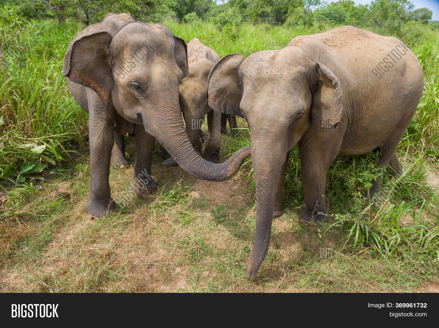 Wild Ceylon Elephants Image & Photo (Free Trial) | Bigstock