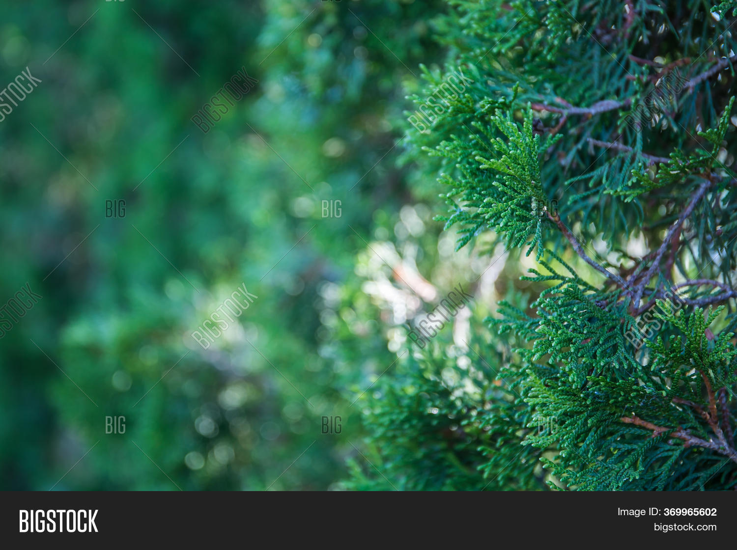 Beautiful Green Image & Photo (Free Trial) | Bigstock