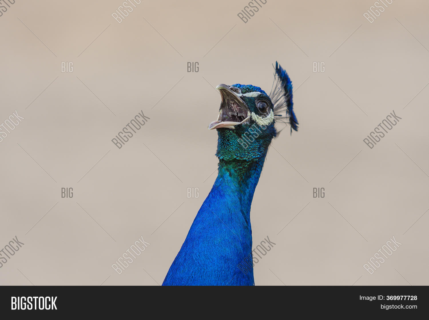 Portrait Peacock Open Image & Photo (Free Trial) | Bigstock