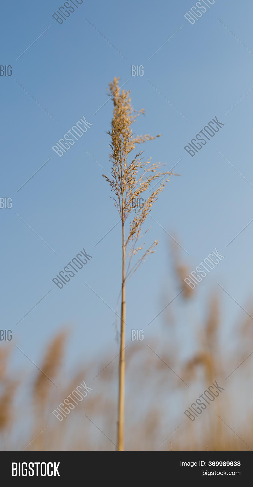 Dry Reed Bright Blue Image & Photo (Free Trial) | Bigstock