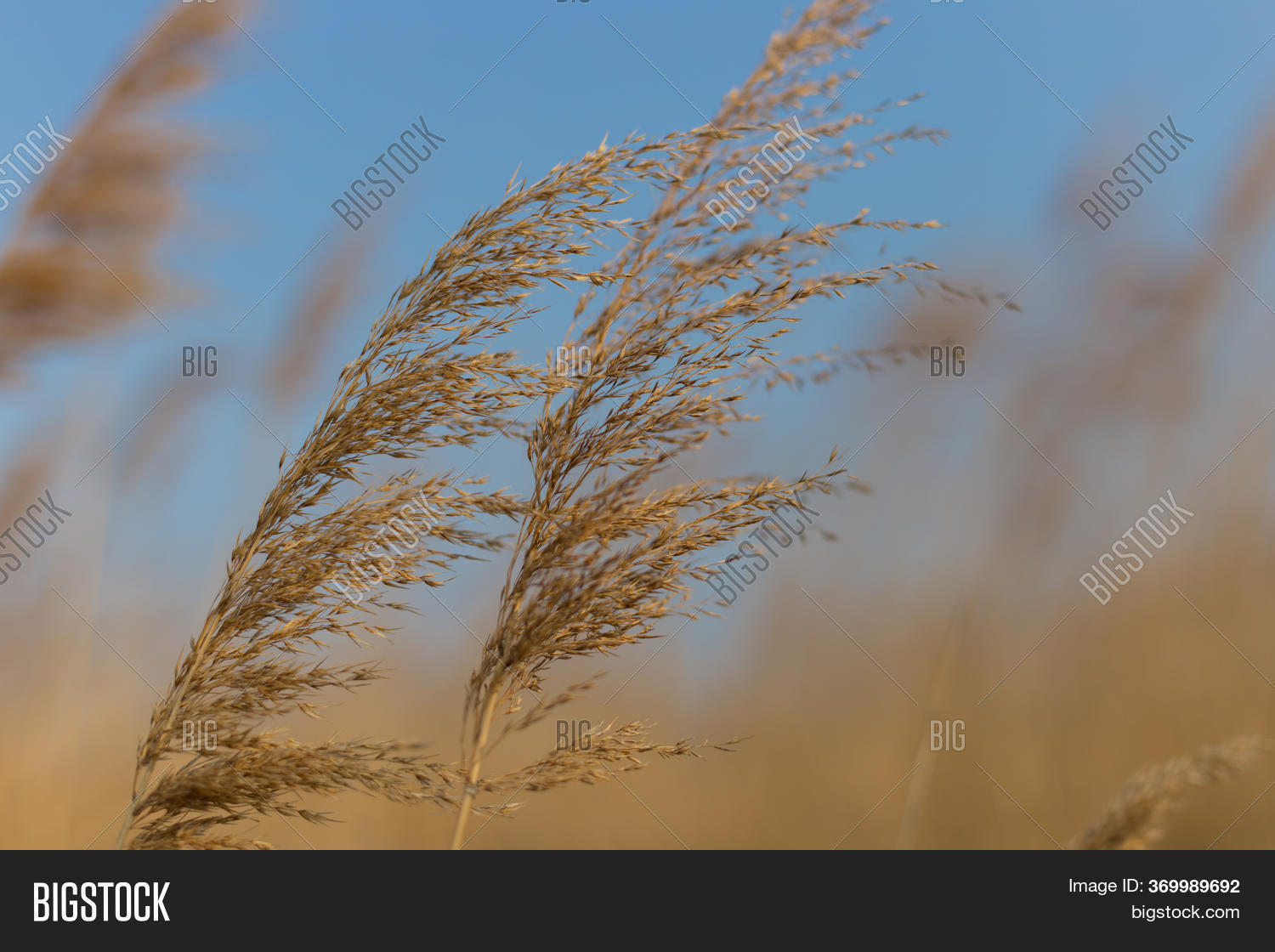 Dry Reed Bright Blue Image & Photo (Free Trial) | Bigstock