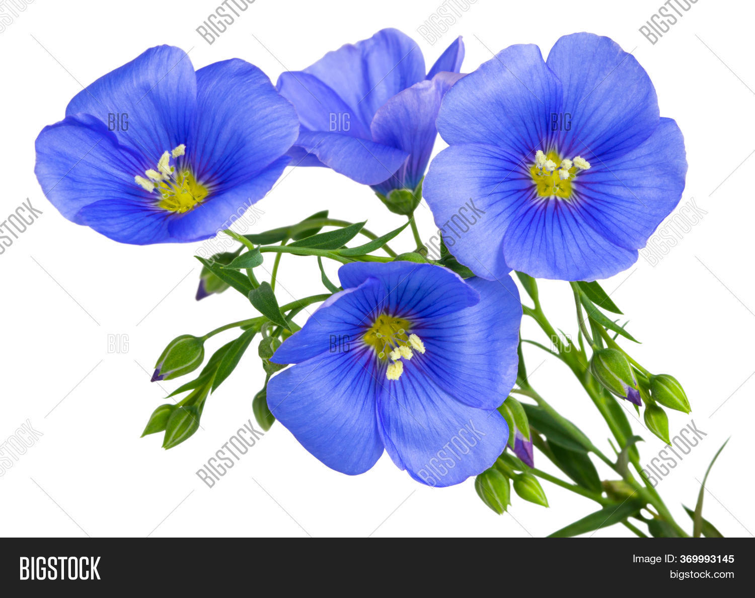 Flax Blue Flowers Image & Photo (Free Trial) | Bigstock
