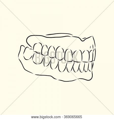 Jaw Vector Sketch. Vector & Photo (Free Trial) | Bigstock