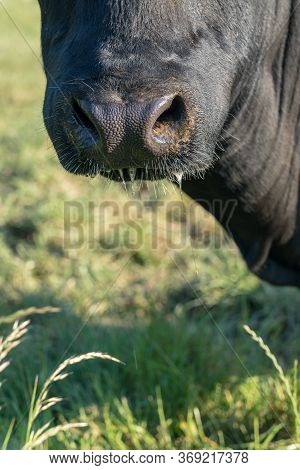 Close- Ruminating Image & Photo (Free Trial) | Bigstock