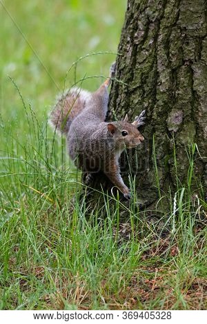 Gray Squirrel Foot Image & Photo (Free Trial) | Bigstock