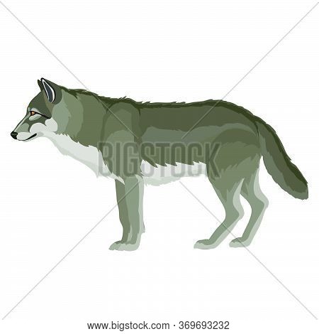 Natural Gray Wolf Vector & Photo (Free Trial) | Bigstock
