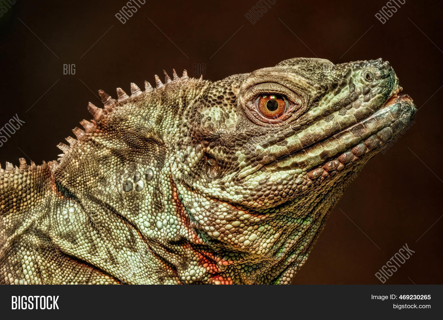 Philippine Sailfin Image & Photo (Free Trial) | Bigstock