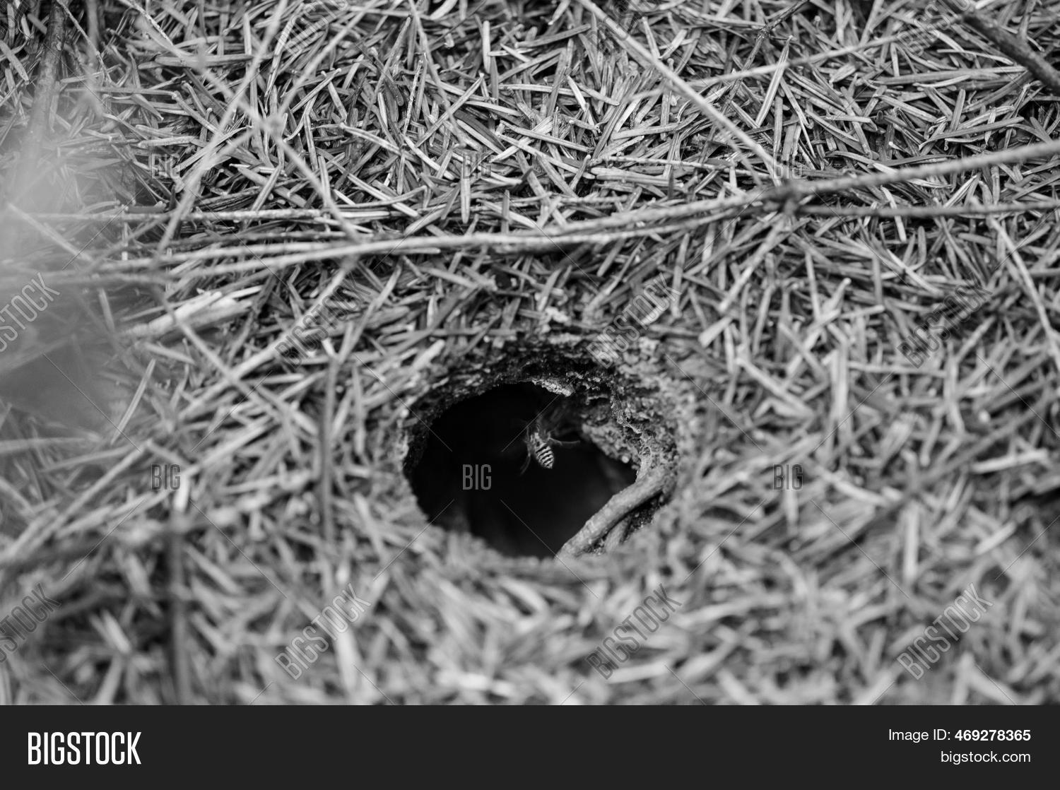 Wasp's Hole Forest Image & Photo (Free Trial) | Bigstock