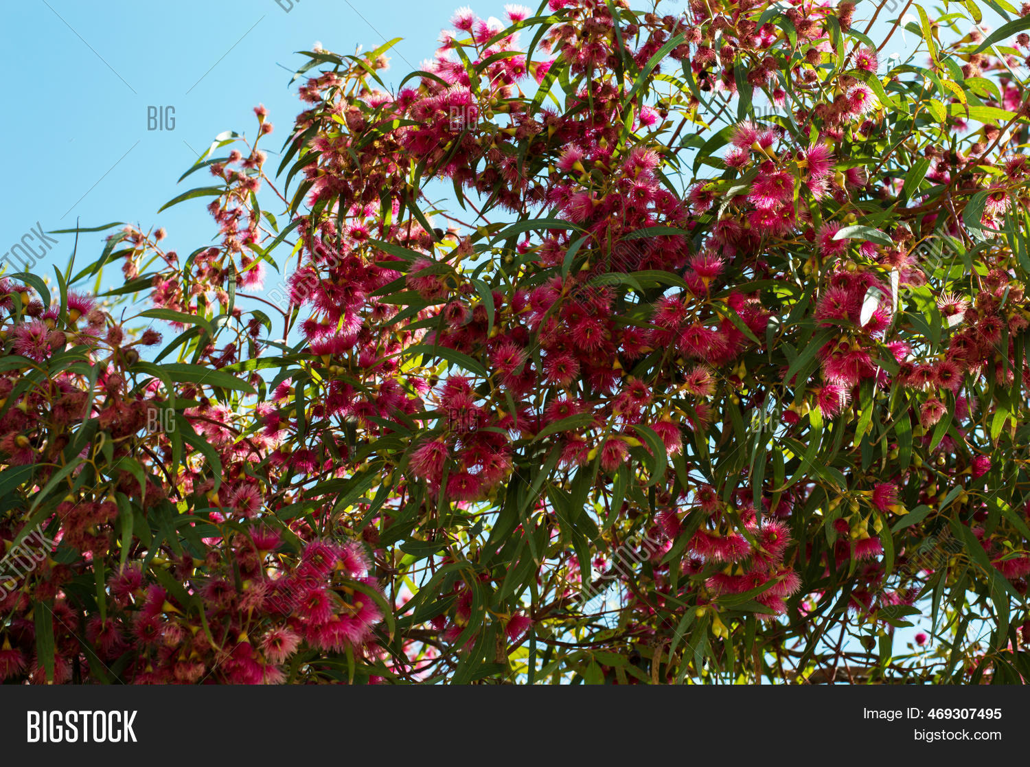 Red Flowers Gum Tree Image & Photo (Free Trial) | Bigstock