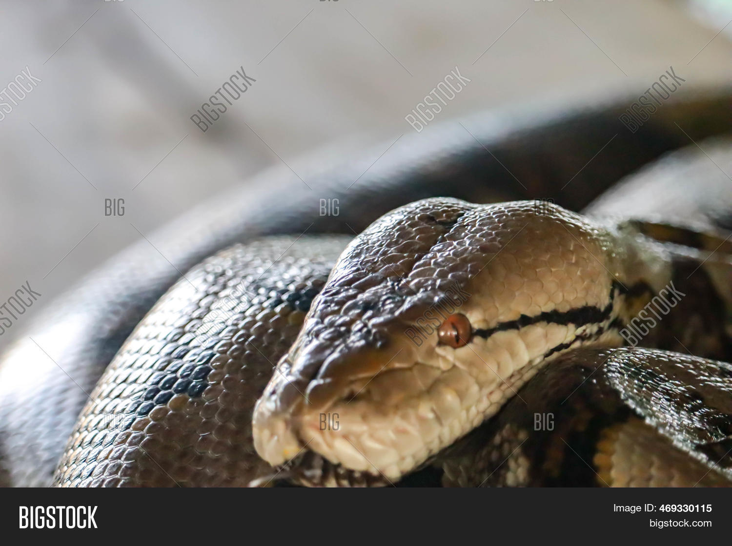 Longest Snake World - Image & Photo (Free Trial) | Bigstock